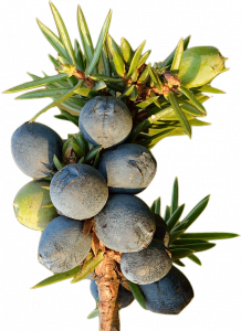 What Does Juniper Berry Smell Like? — The Scentaur