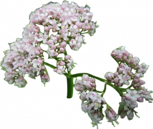 What Does Juniper Berry Smell Like? — The Scentaur